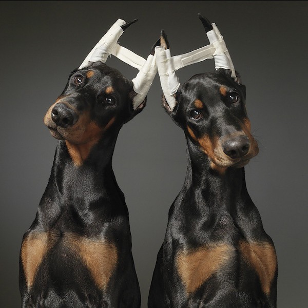 Doberman pinscher on Pinterest | Dobermans, Doberman Pinscher Puppy and ...